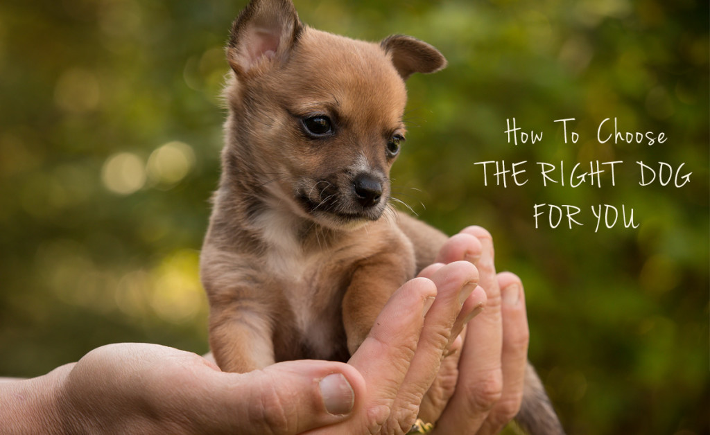 How To Choose The Right Dog For You – Central California SPCA, Fresno, CA