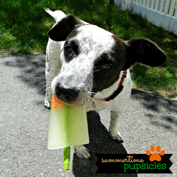 Pupsicle Recipes – Central California SPCA, Fresno, CA