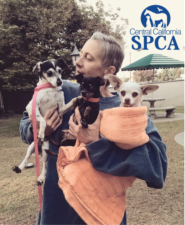 Rescues Senior Foster – Central California SPCA, Fresno, CA