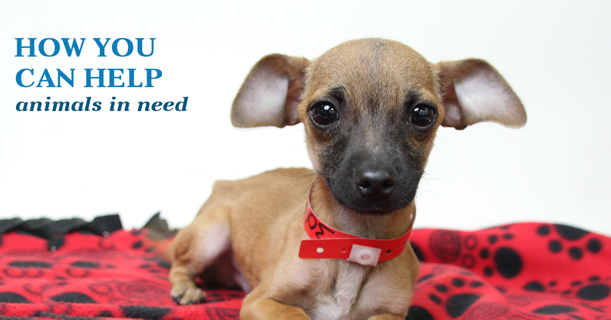 How to donate to the CCSPCA