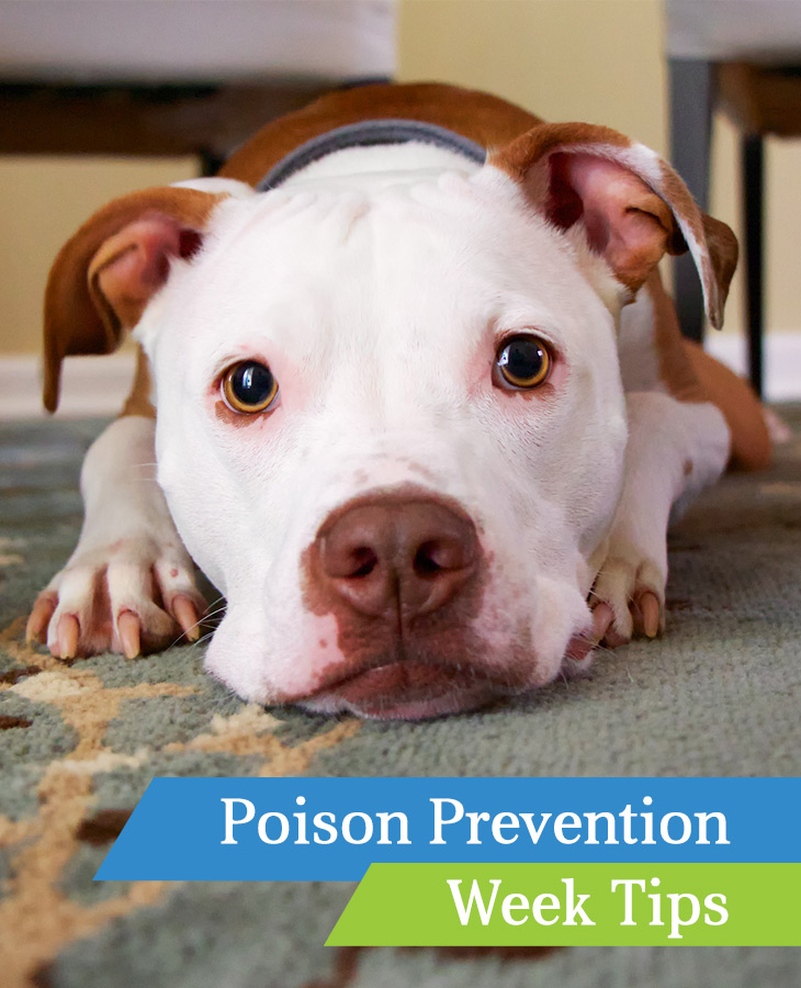 Poison Prevention Week Tips – Central California SPCA, Fresno, CA