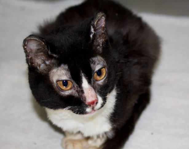 Burned Cats – Central California SPCA, Fresno, CA