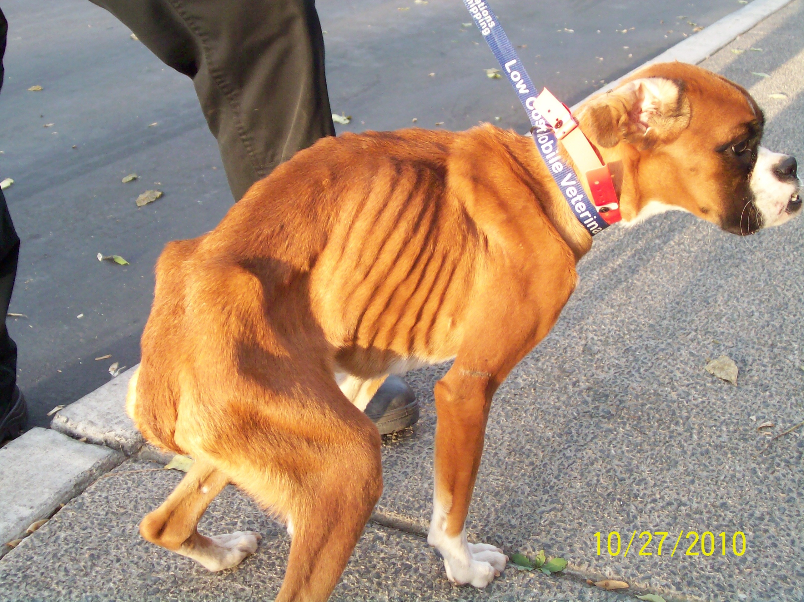 12 Animals Rescued From Severe Neglect – Central California SPCA ...