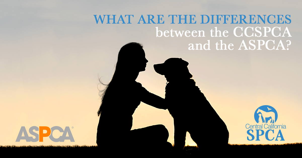 What Are the Differences Between the CCSPCA and the ASPCA? – Central ...