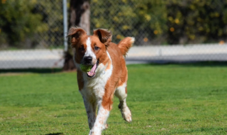 Central California SPCA - Animal Shelter & Hospital