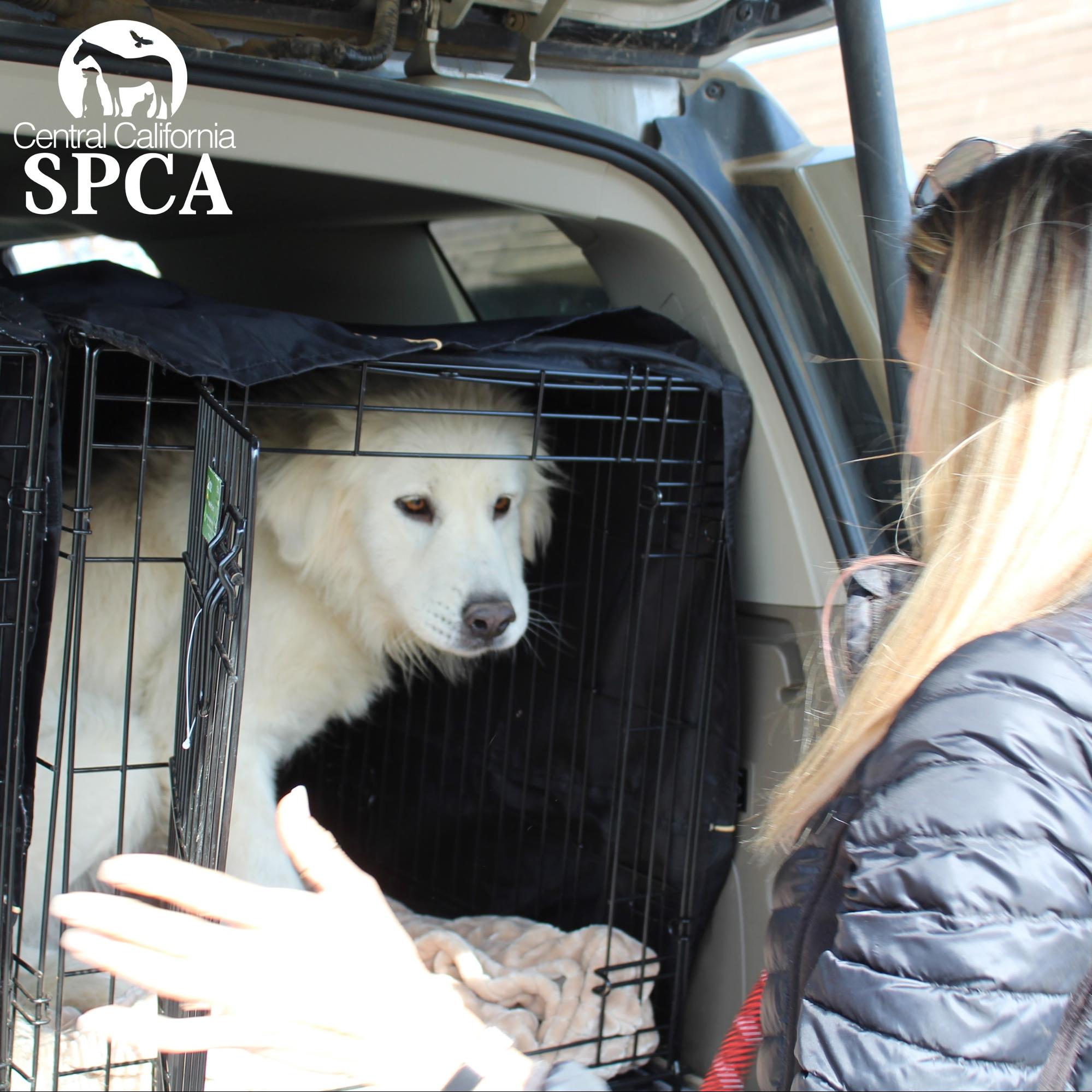 CCSPCARescueTails 3 – Central California SPCA, Fresno, CA