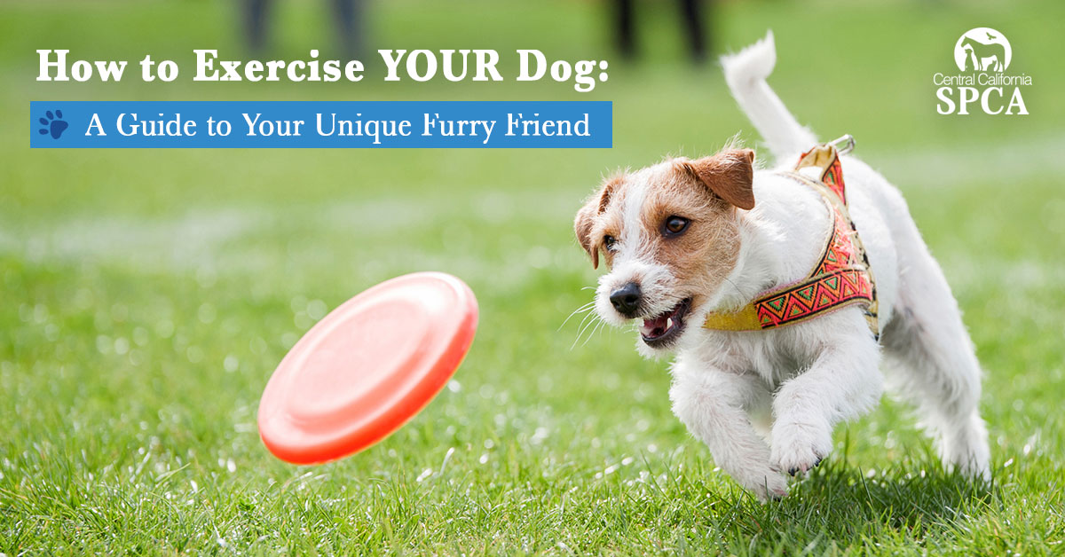 How to Exercise YOUR Dog: A Guide to Your Unique Furry Friend – Central ...