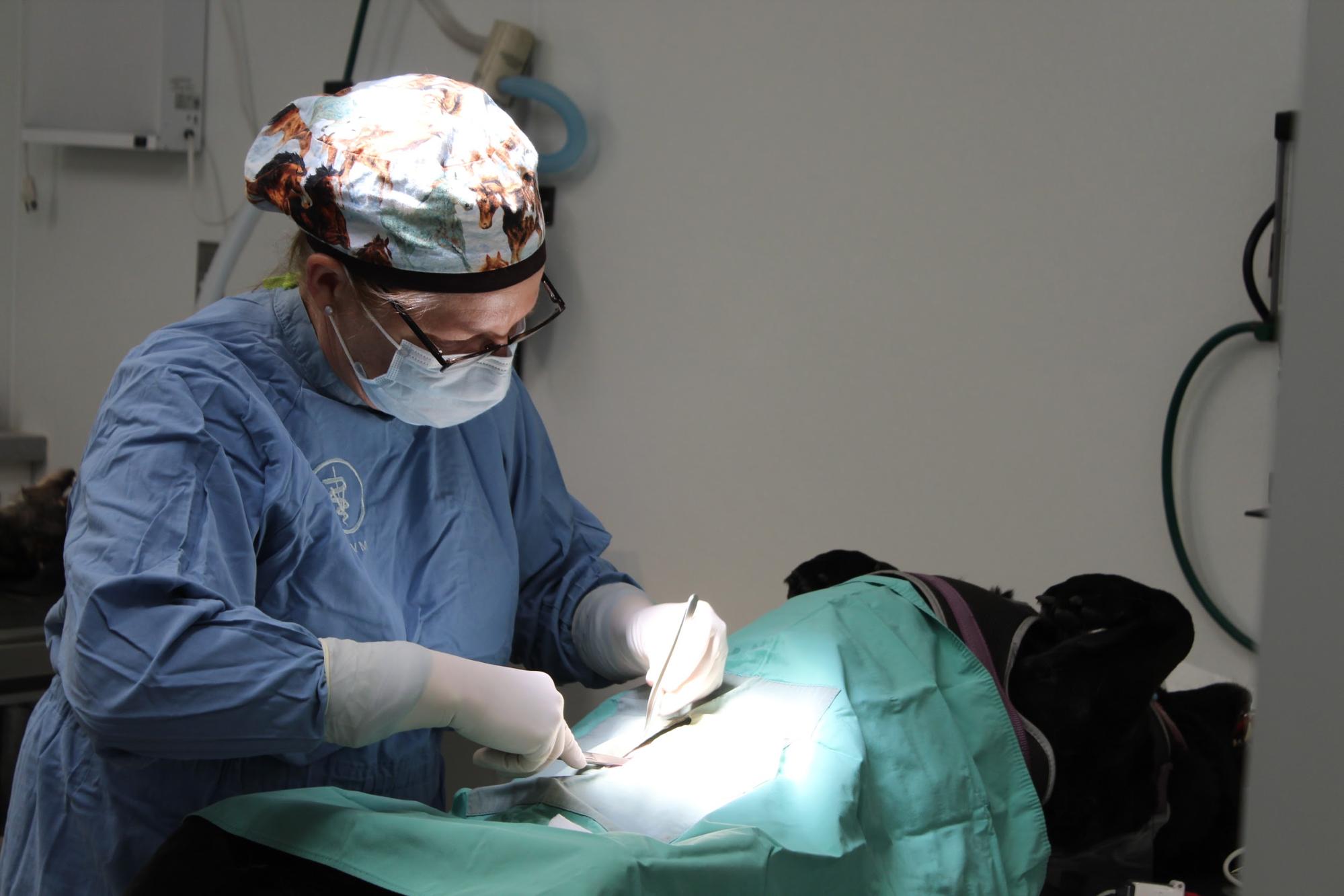 World Spay Day Recap - Central California SPCA, Fresno, CA