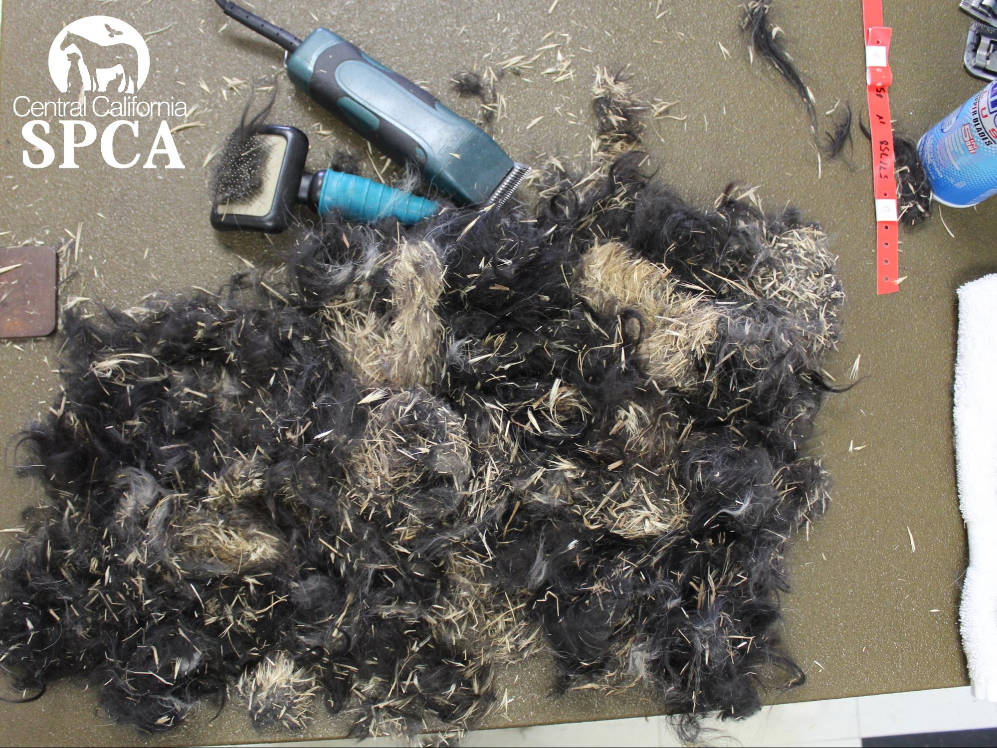 CCSPCA Saves Dog Covered in Foxtails – Central California SPCA, Fresno, CA