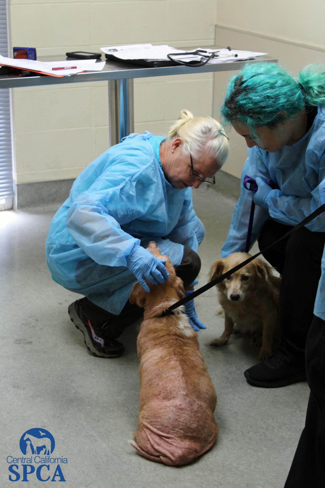 Kingsburg Case Update – Central California SPCA, Fresno, CA