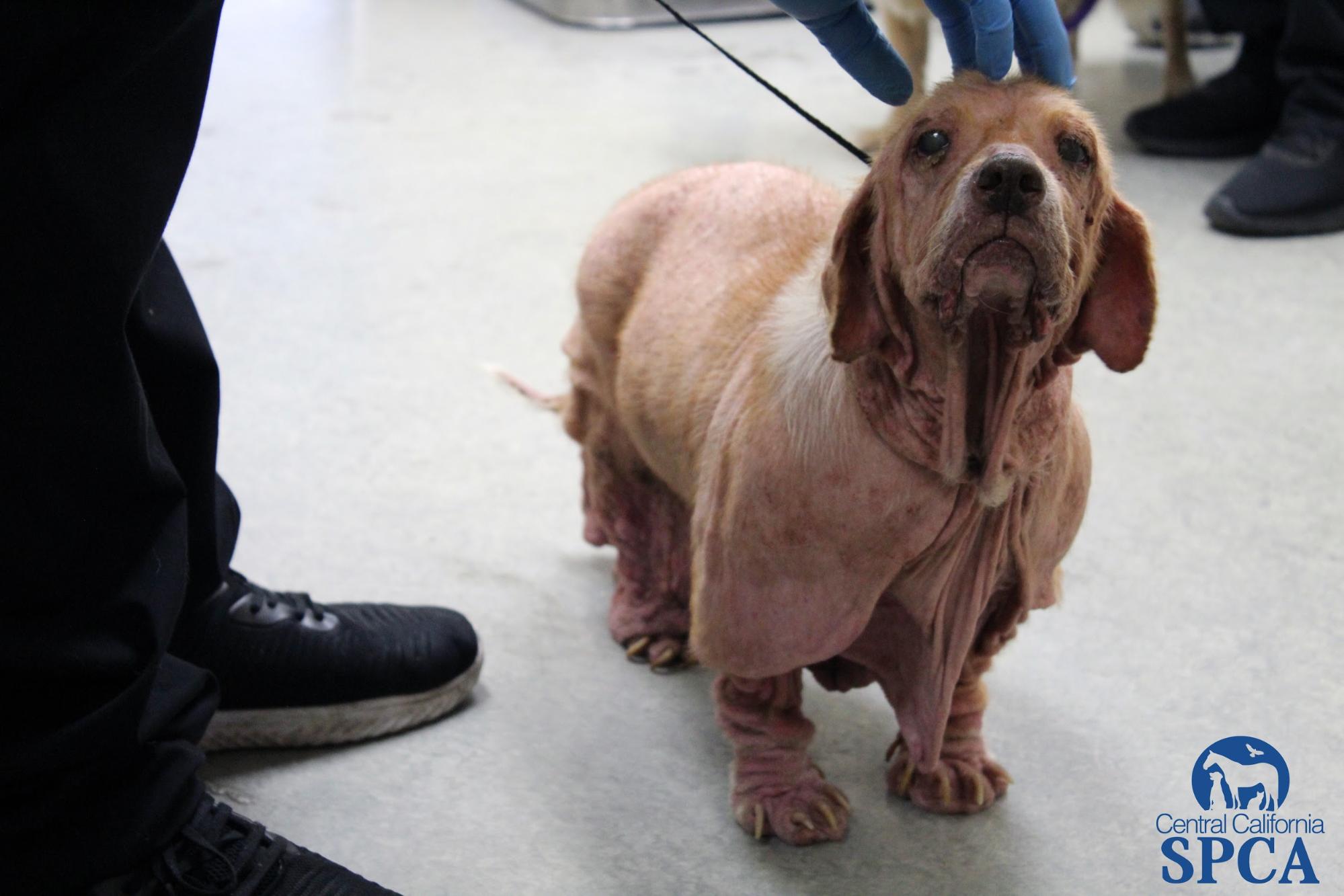 Kingsburg Case Update – Central California SPCA, Fresno, CA