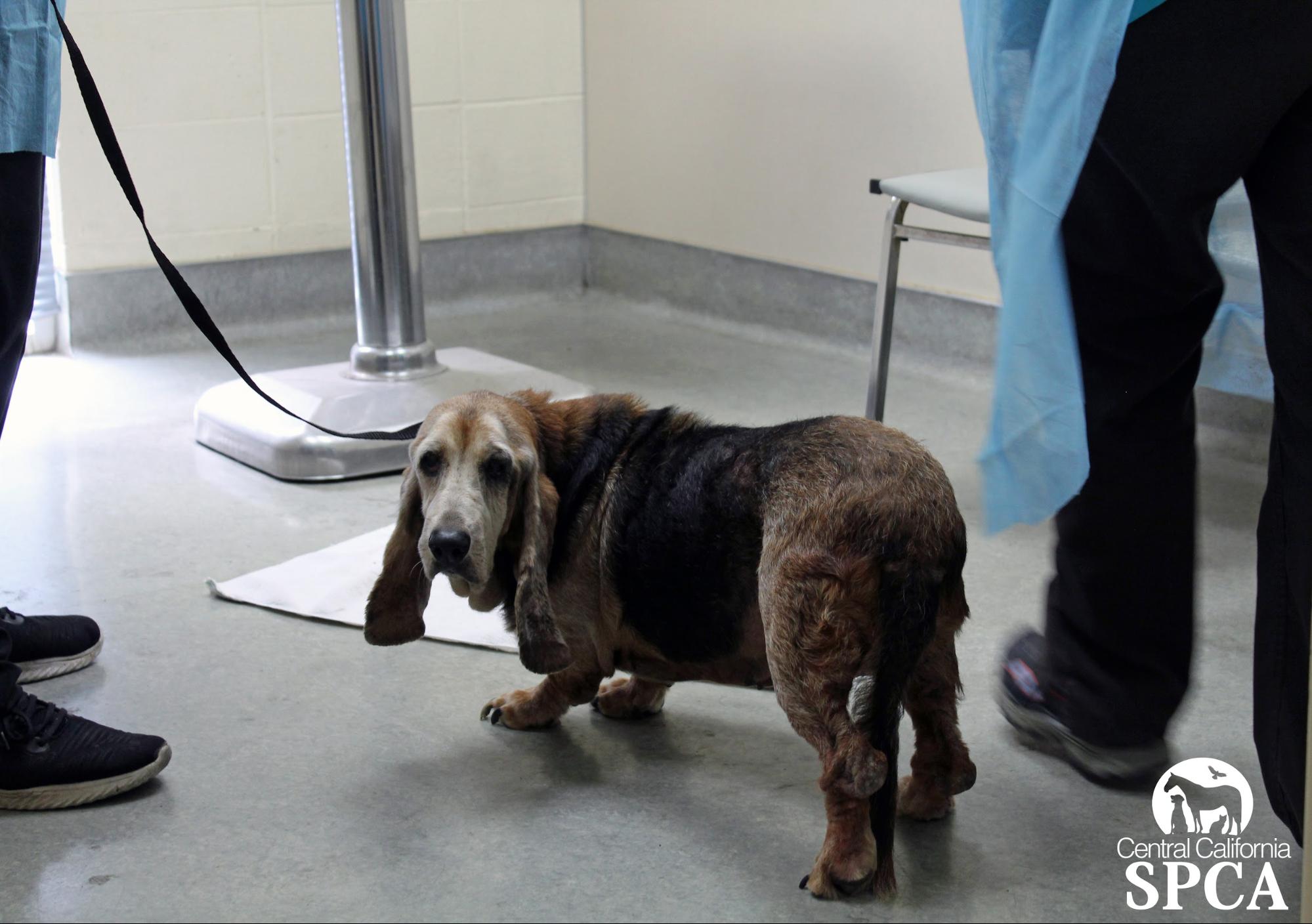 Kingsburg Case Update – Central California SPCA, Fresno, CA