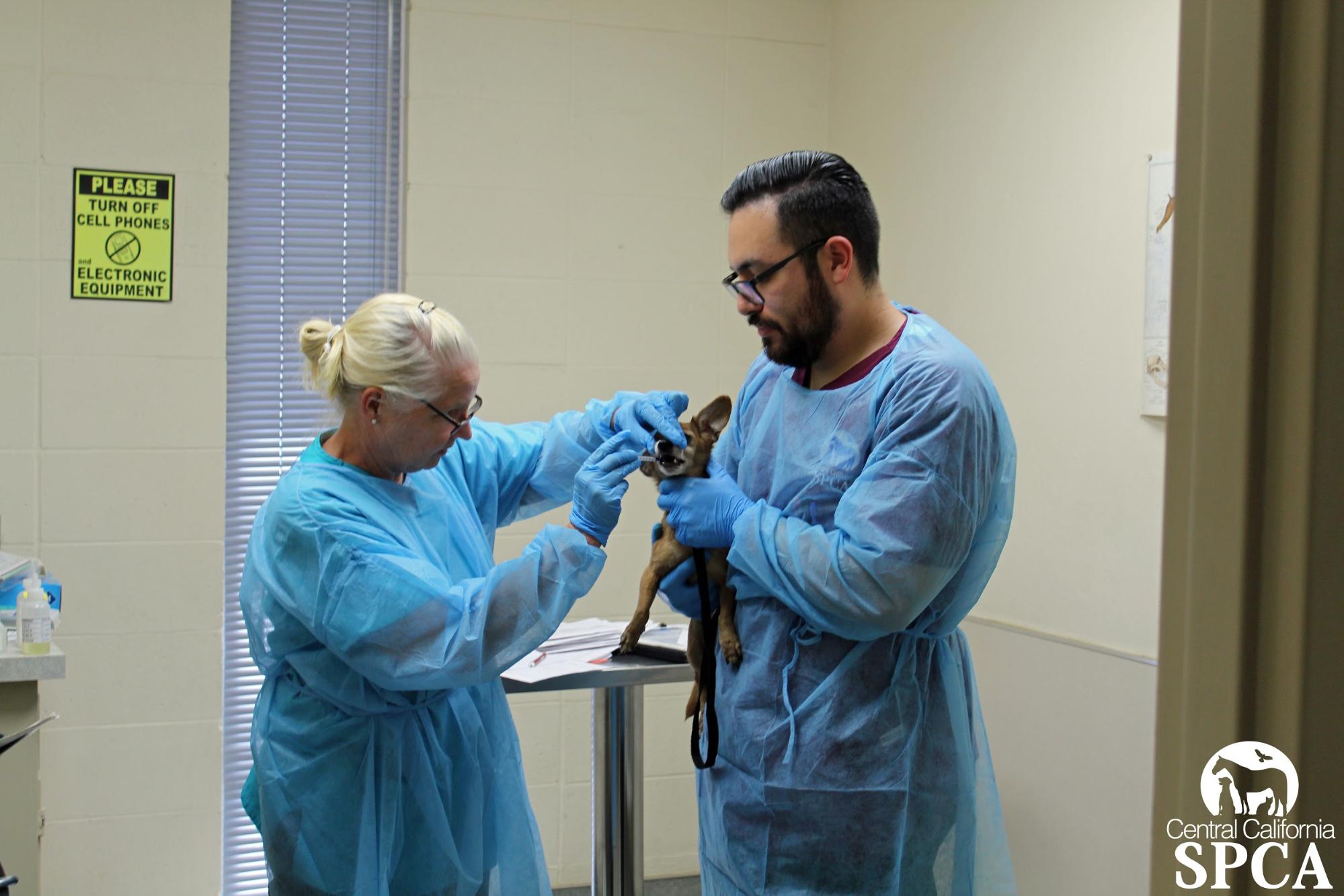 Kingsburg Case Update – Central California SPCA, Fresno, CA