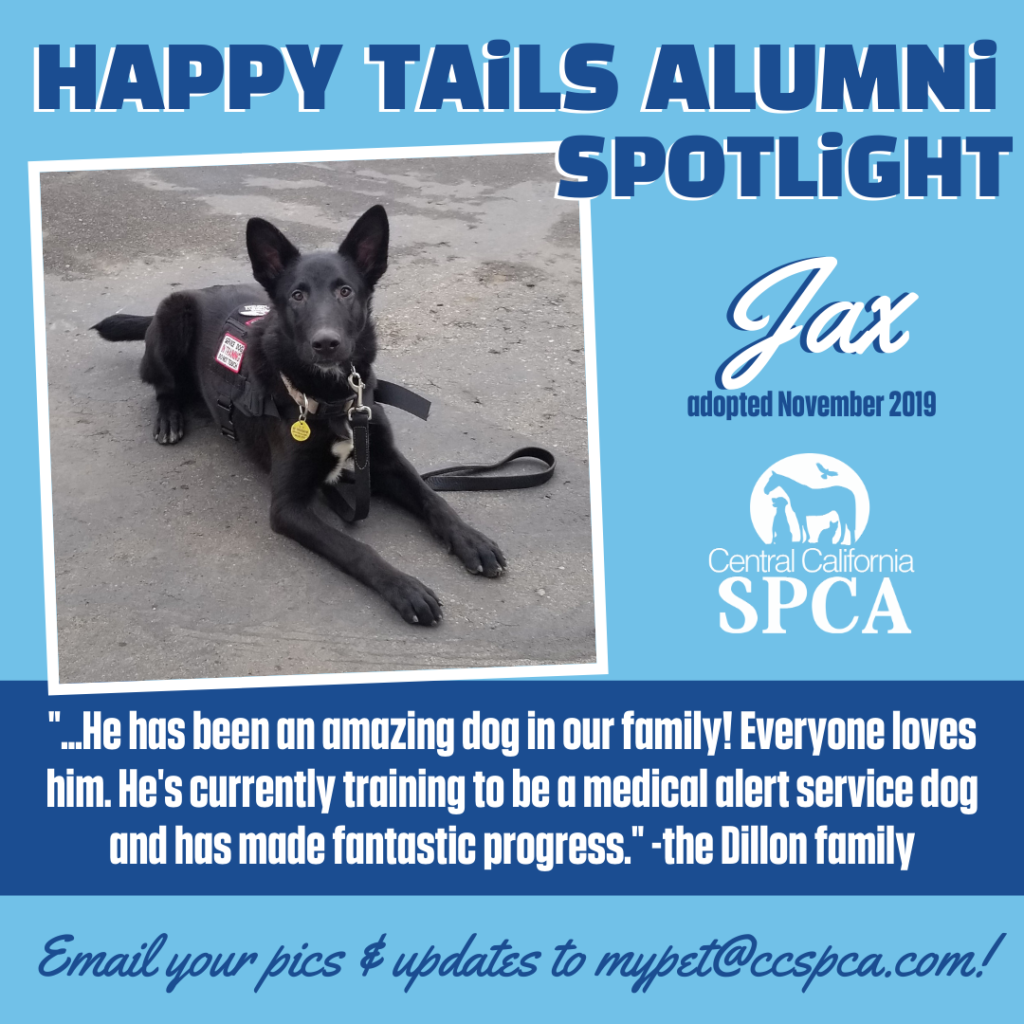 Happy Tails Adoption Update – Central California SPCA, Fresno, CA