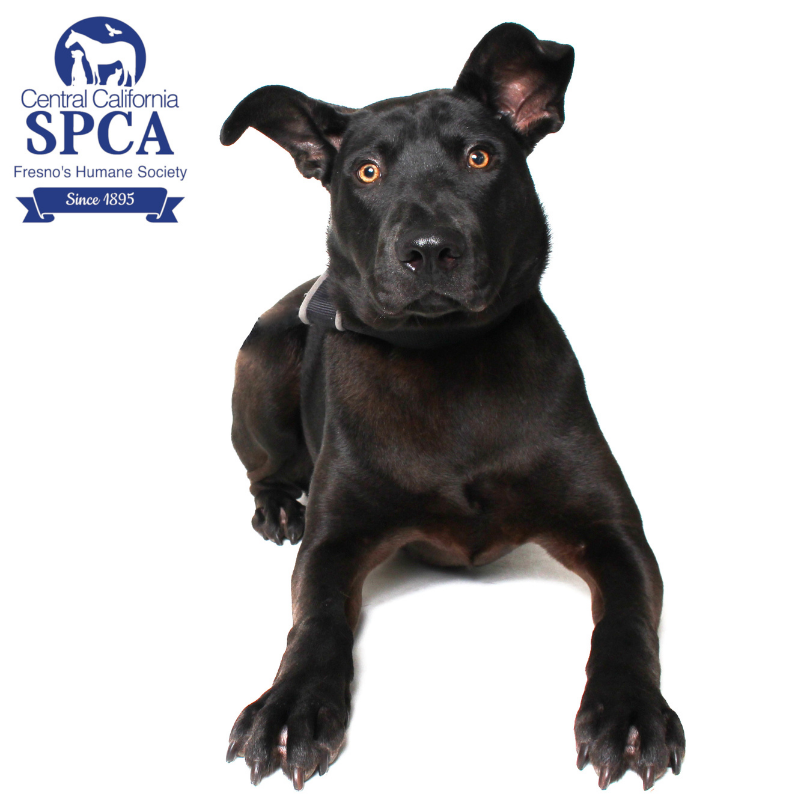 Female Black American Pitbull Terrier