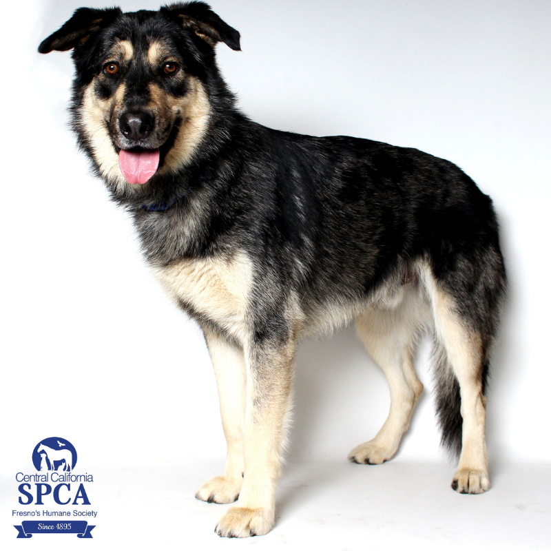 Black German Shepherd Australian Cattle Dog Mix