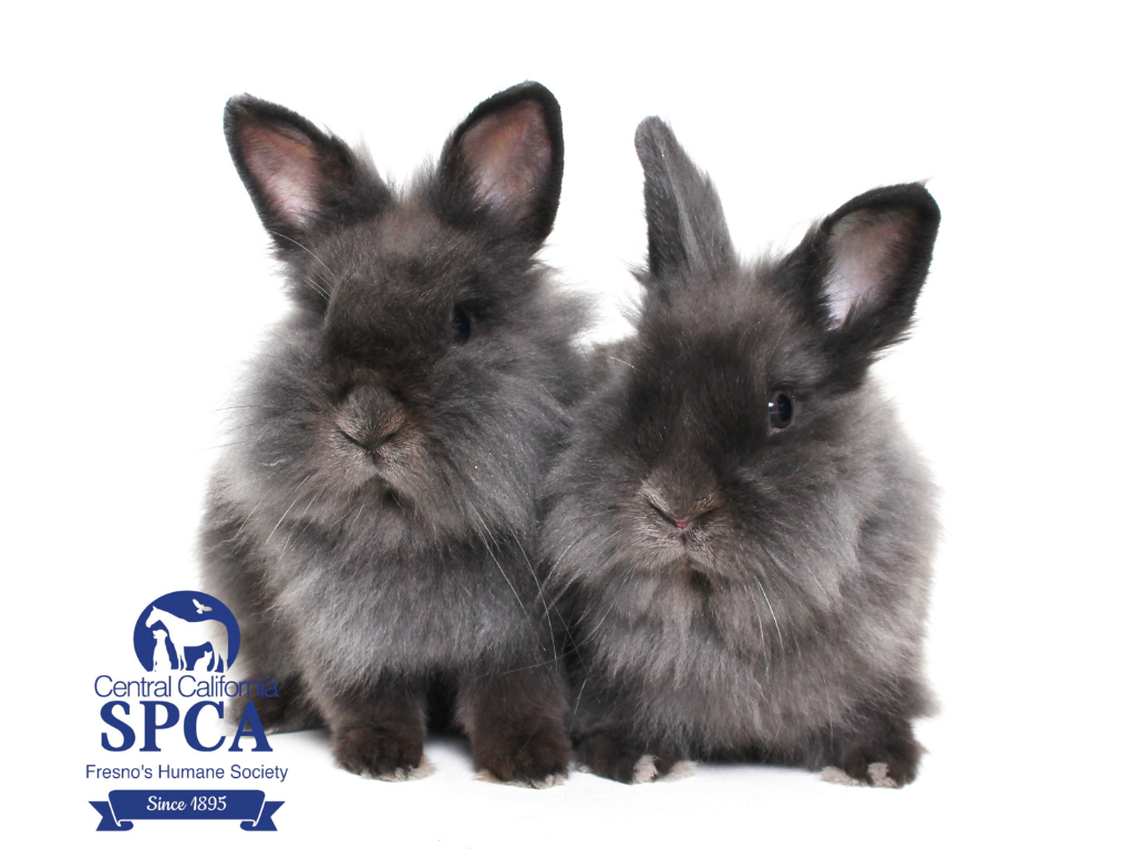 Gray Lionhead Rabbit