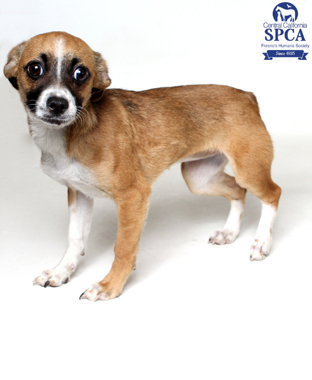 Adopt a Dog - Central California SPCA, Fresno, CA