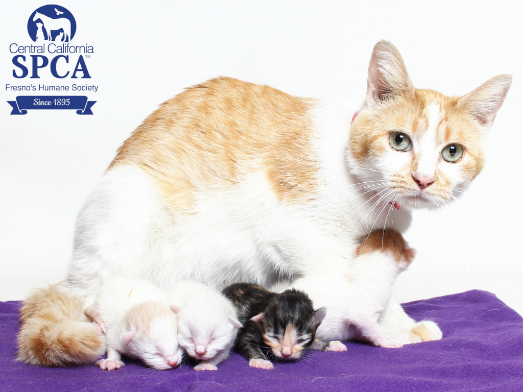 Homepage - Central California SPCA, Fresno, CA