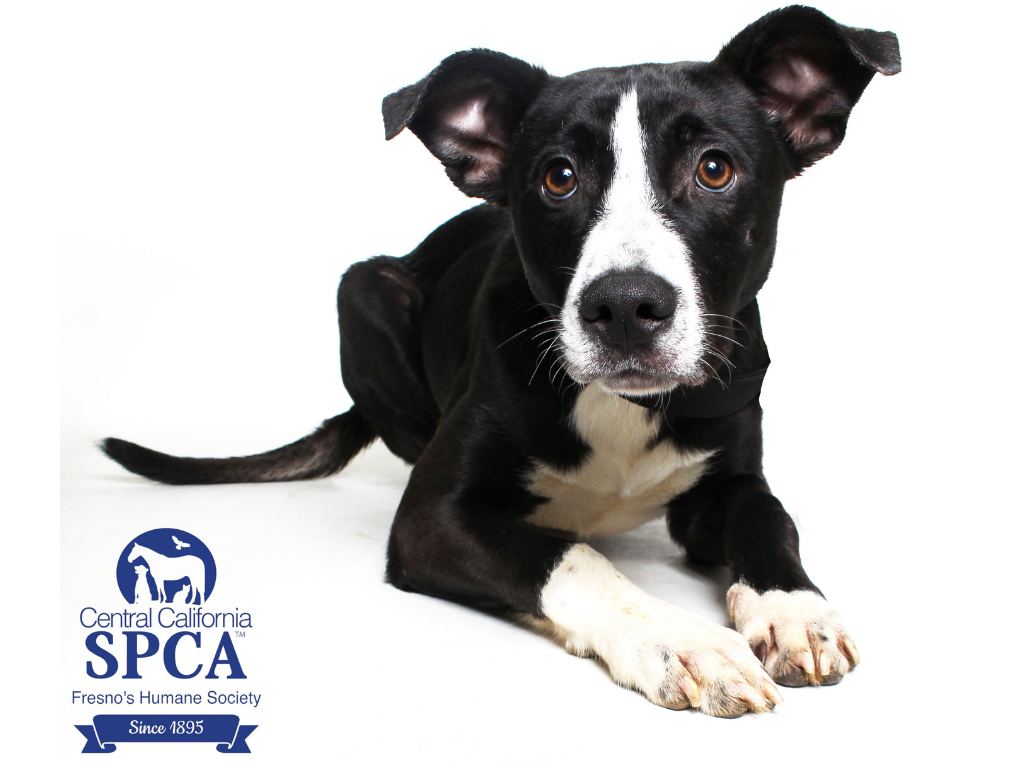 White Pitbull Collie Mix