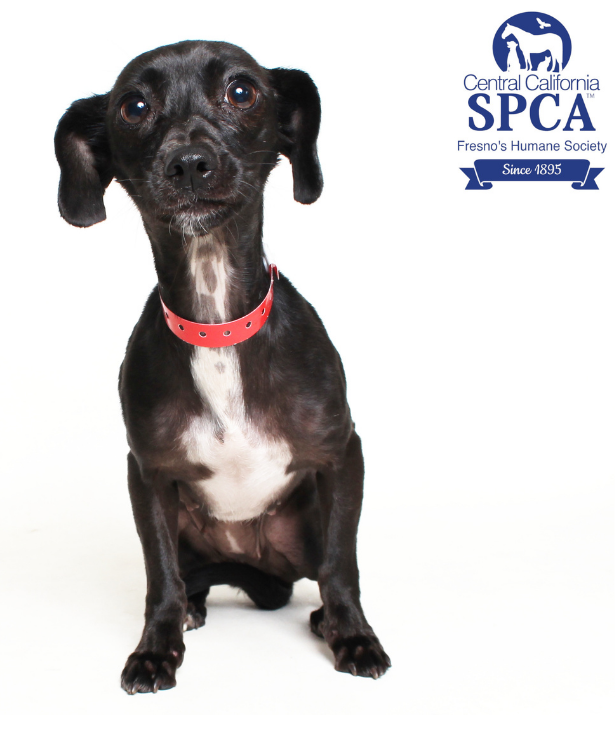 Homepage - Central California SPCA, Fresno, CA