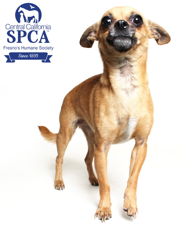Homepage - Central California SPCA, Fresno, CA