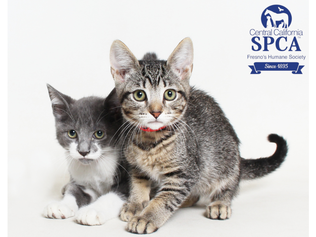 Homepage - Central California SPCA, Fresno, CA