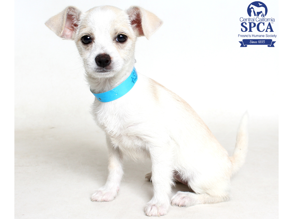 Homepage - Central California SPCA, Fresno, CA