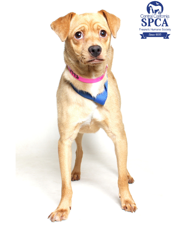 Homepage - Central California SPCA, Fresno, CA