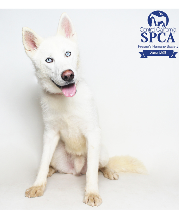 Albino Siberian Husky