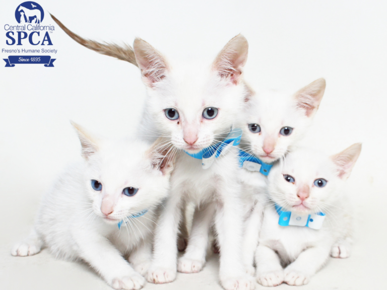 Homepage - Central California SPCA, Fresno, CA
