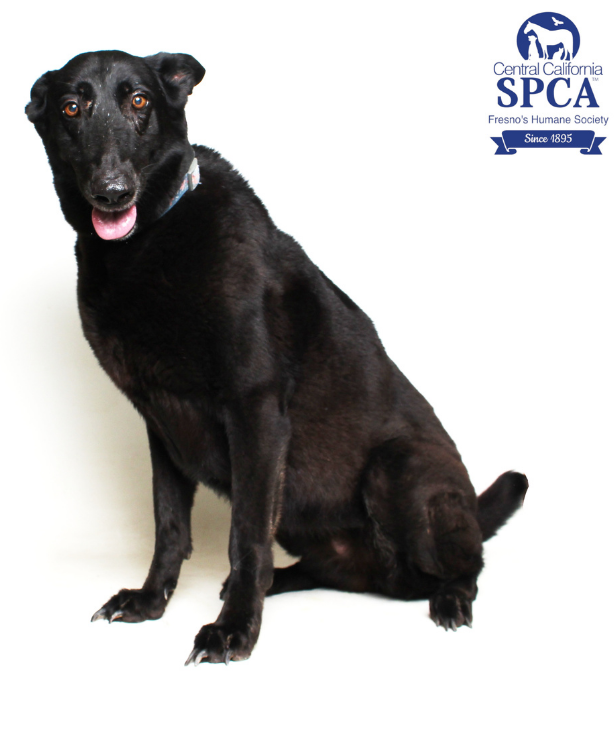 Belgian Malinois Black Lab Mix