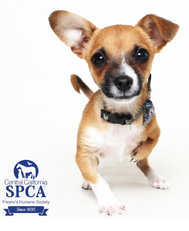 Homepage - Central California SPCA, Fresno, CA