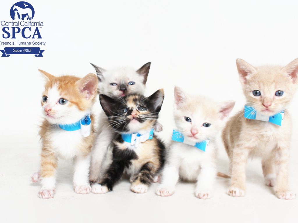 Homepage - Central California SPCA, Fresno, CA