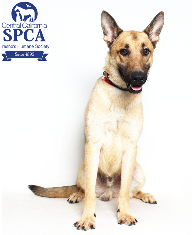 Homepage - Central California SPCA, Fresno, CA