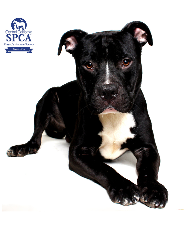 American Pitbull Terrier Black
