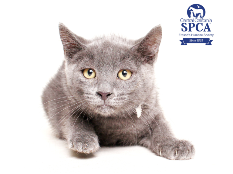 Homepage - Central California SPCA, Fresno, CA