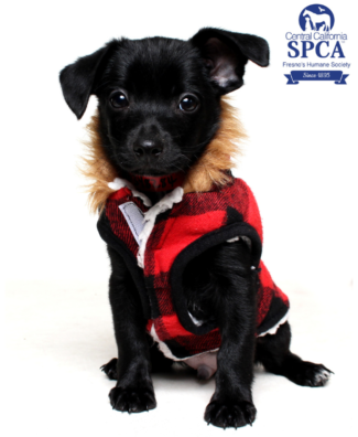 Central California SPCA, Fresno, CA – Helping Animals since 1895