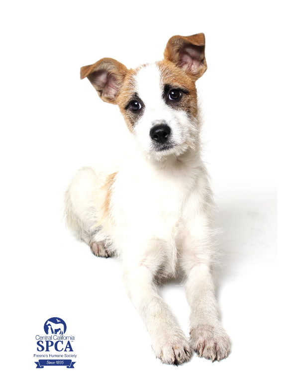 Does The Jack Russell Terrier Have Rabies