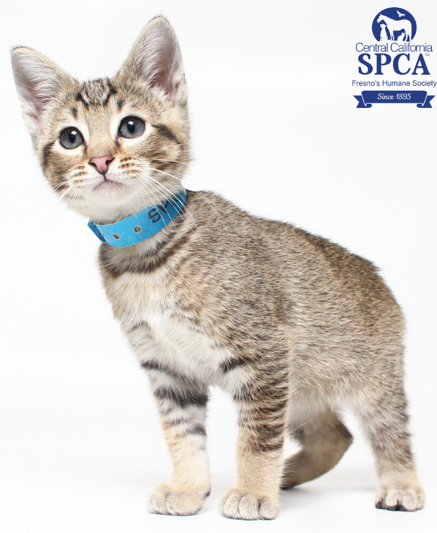 Central California SPCA, Fresno, CA – Helping Animals since 1895