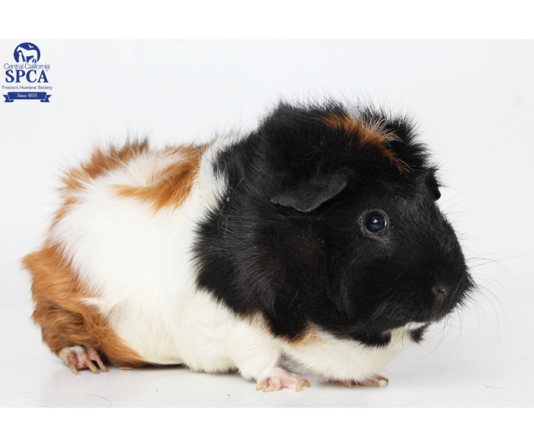 Central California SPCA, Fresno, CA – Helping Animals since 1895